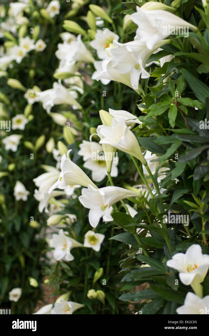 Lily Watch Up Stock Photo - Alamy