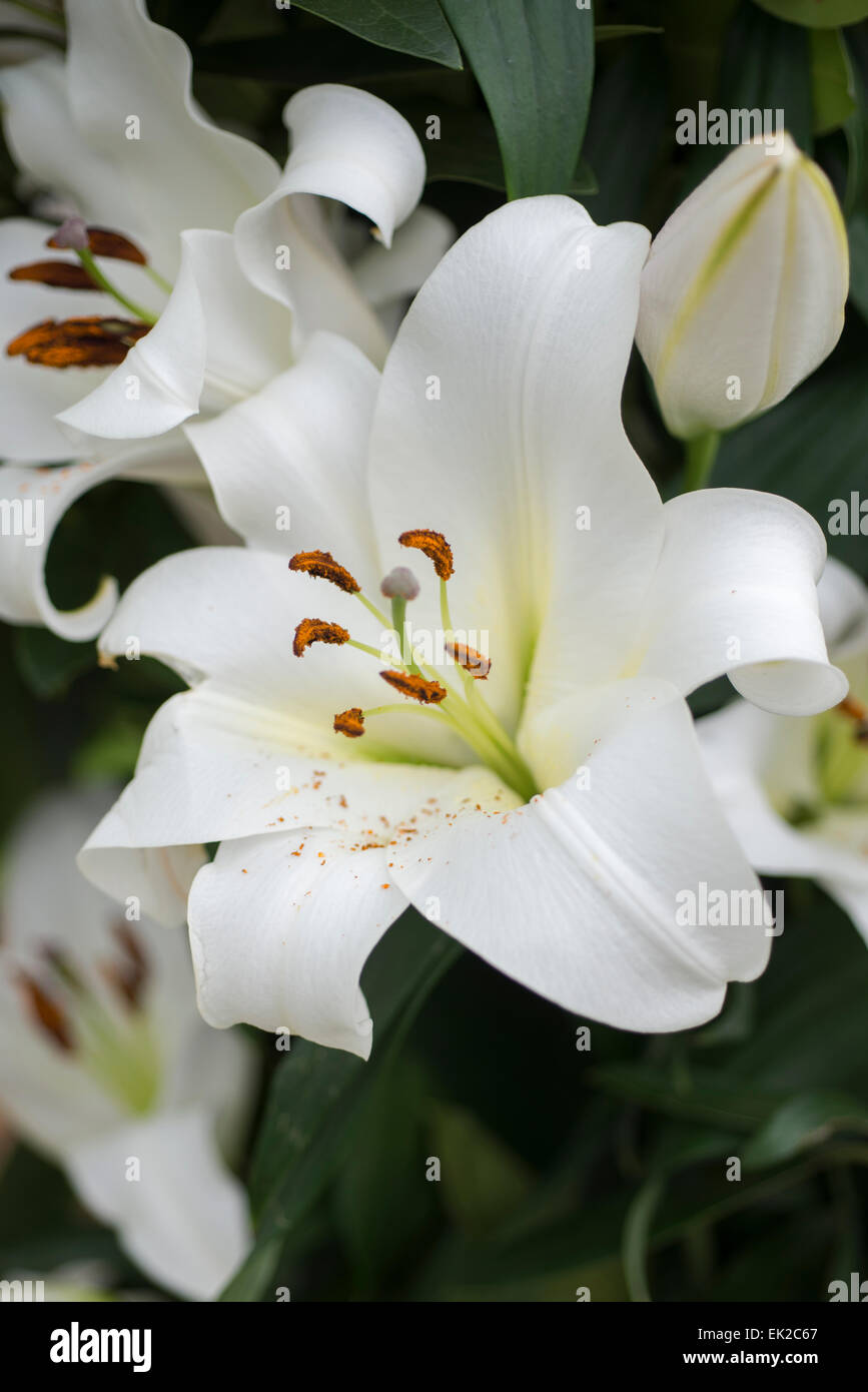 Lilium forever hi-res stock photography and images - Alamy