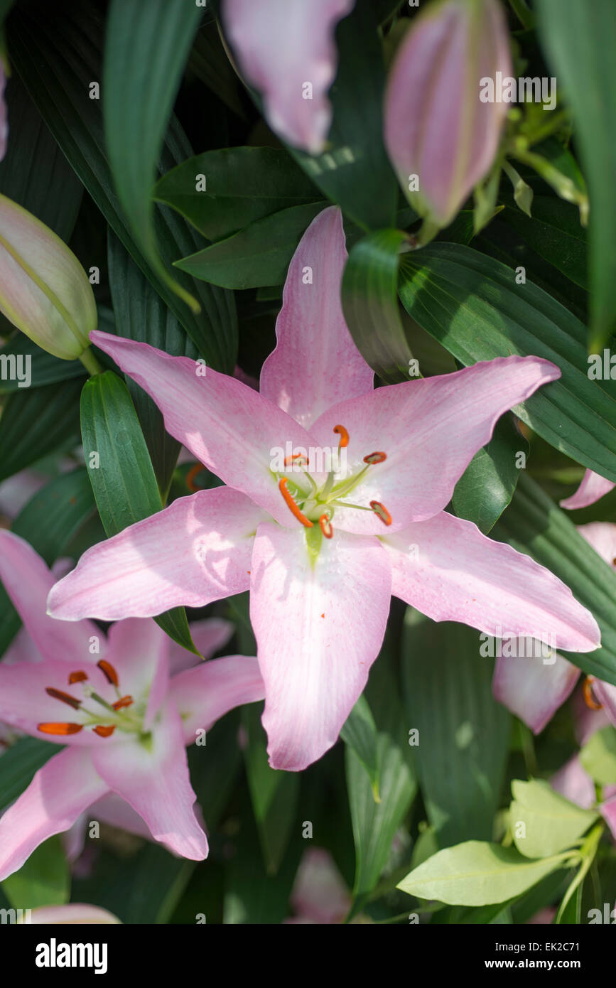 Sheila hi-res stock photography and images - Alamy