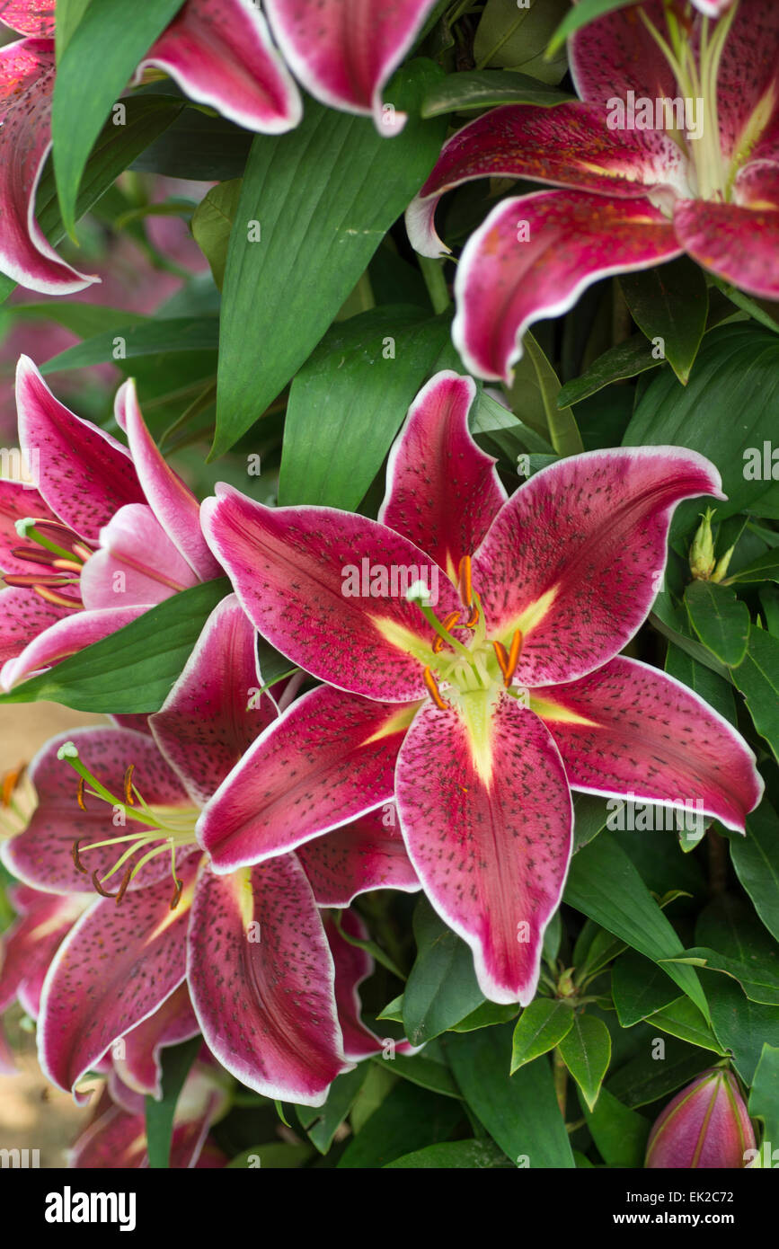 Lily Deep Impact Stock Photo - Alamy