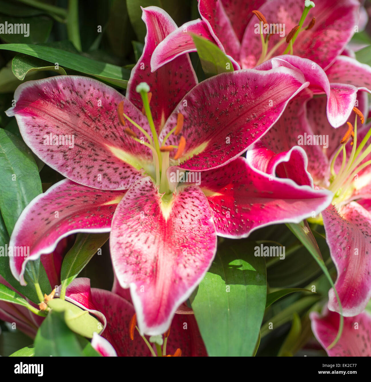 Lily Deep Impact Stock Photo - Alamy
