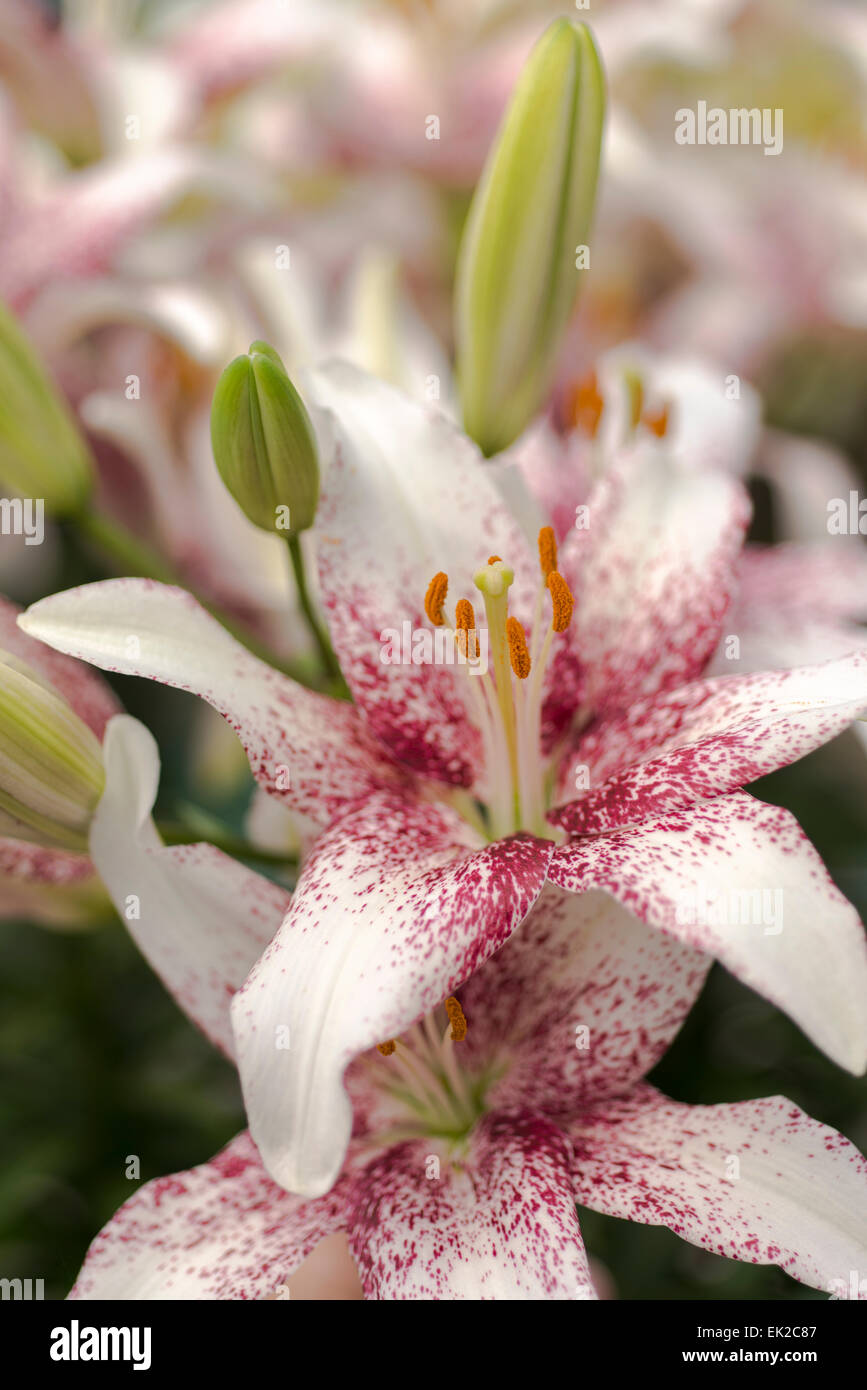 Lilium crossover hi-res stock photography and images - Alamy