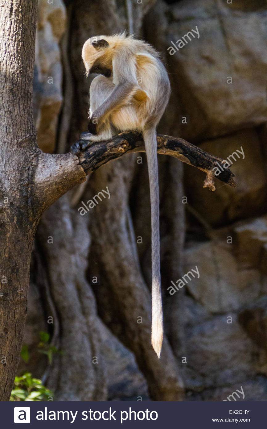 Long Tail Monkey Stock Photos & Long Tail Monkey Stock Images - Alamy