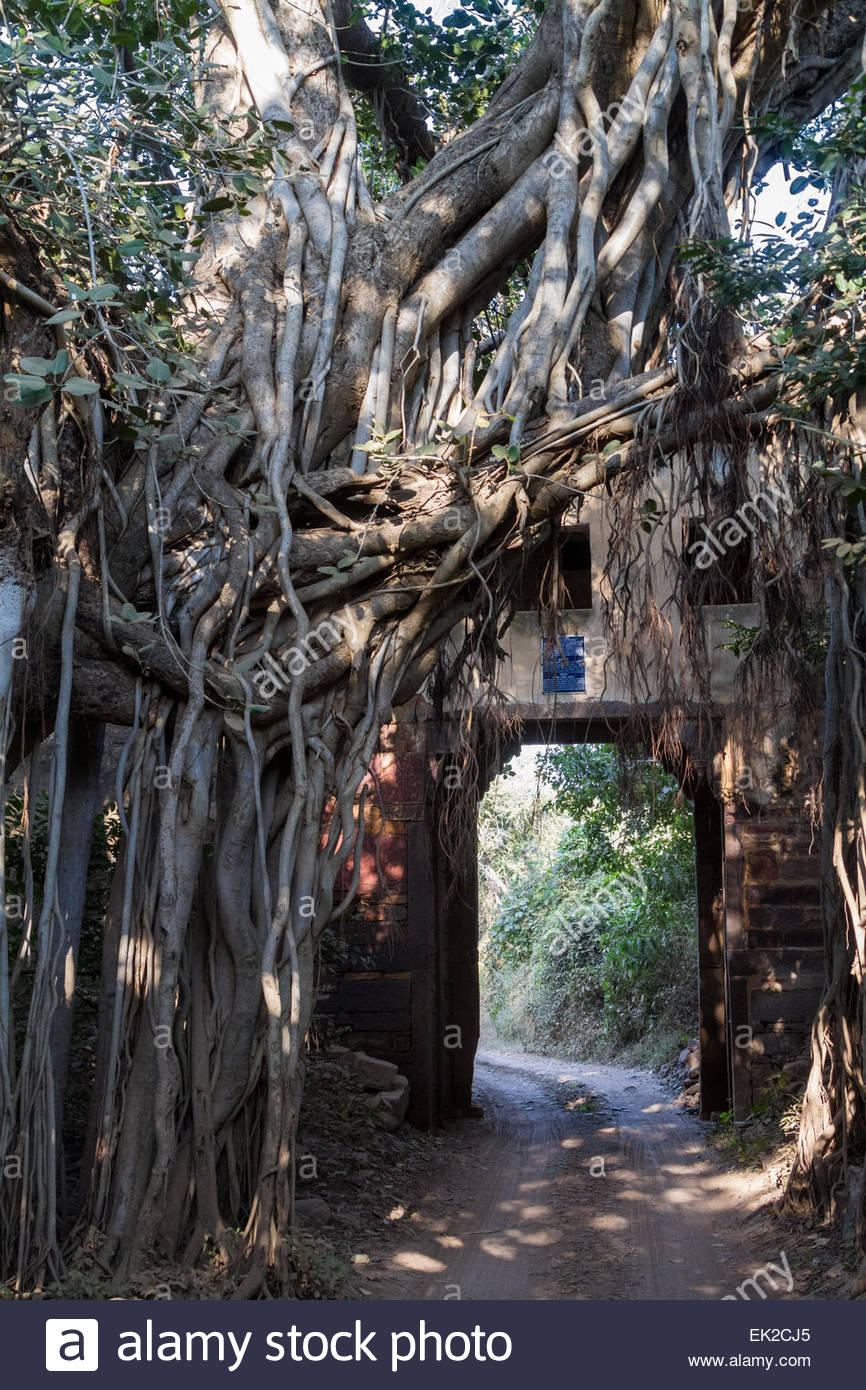 Indian Banyan Tree High Resolution Stock Photography and Images - Alamy
