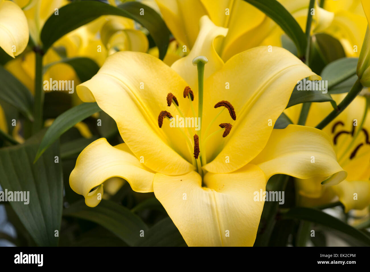 Lily outback hi-res stock photography and images - Alamy