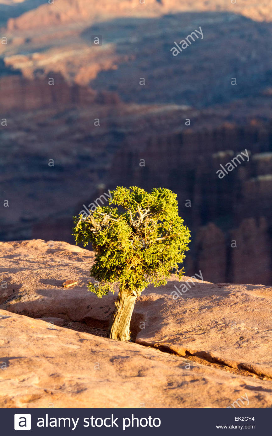 Western Juniper Stock Photos & Western Juniper Stock Images - Alamy