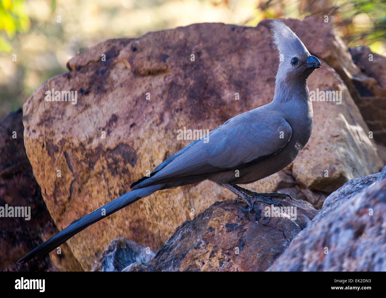 Lourie bird hi-res stock photography and images - Alamy