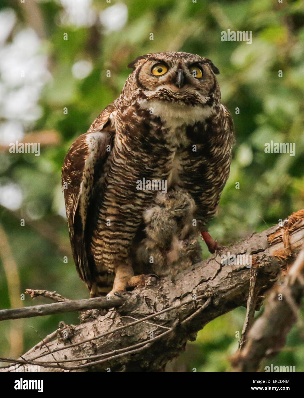 Baby owl mother hi-res stock photography and images - Alamy