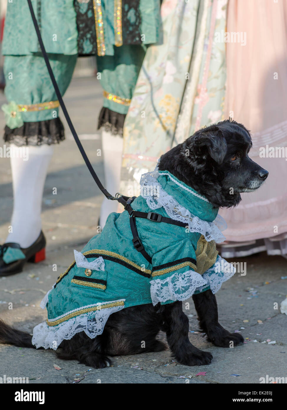 Dog in Carnival Costume, Venice, Italy Stock Photo - Alamy