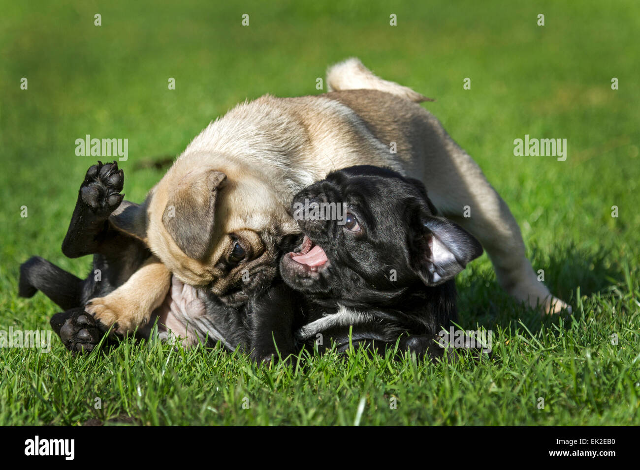 Two young pugs playing with each other Stock Photo - Alamy