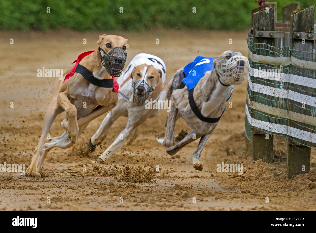 Greyhound racing, Hamburg, Germany Stock Photo - Alamy