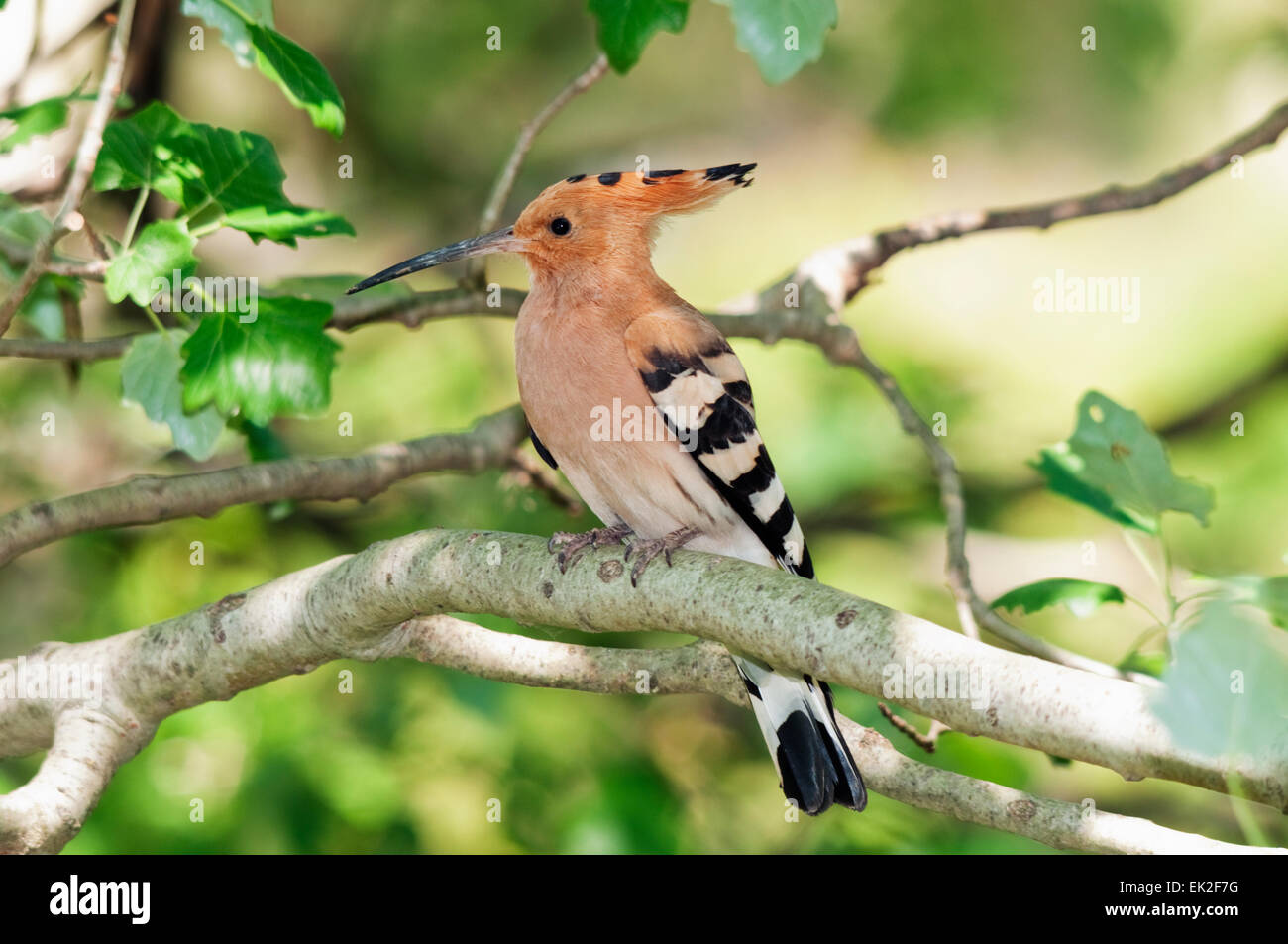 Green Wood Hoopoe High Resolution Stock Photography and Images - Alamy