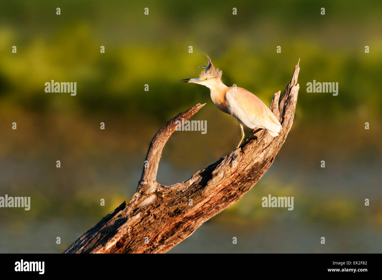 Log swamp marsh hi-res stock photography and images - Alamy