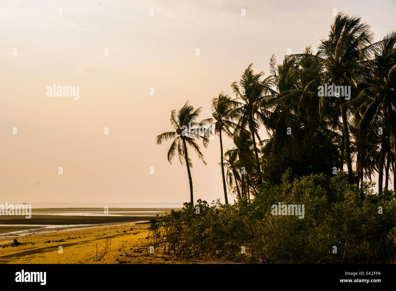 palms at sunset Stock Photo - Alamy
