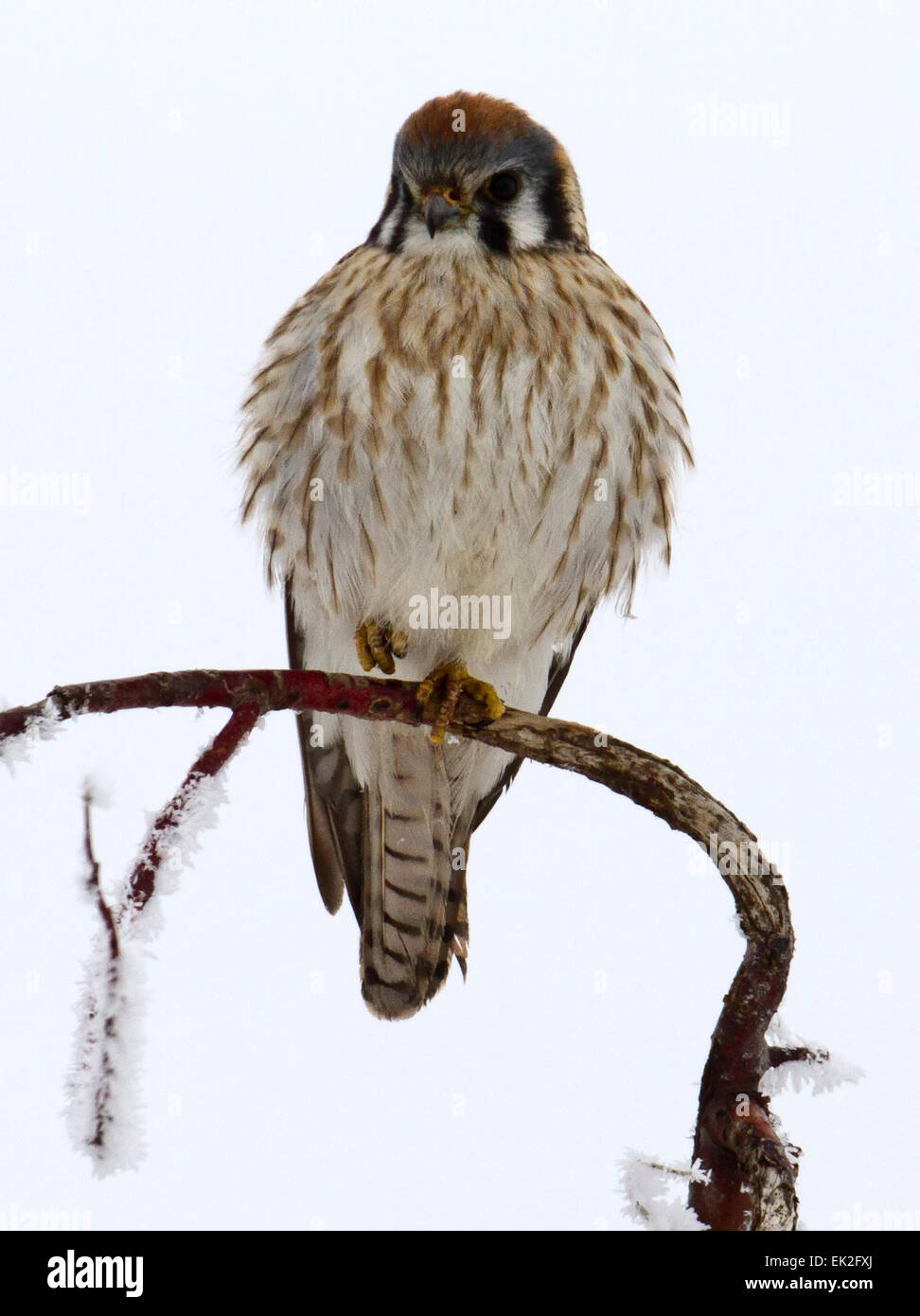 Male American Kestral ( Falco sparverius) with fluffed feathers on very ...