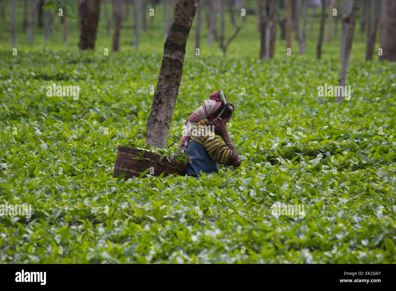 Tinsukia hi-res stock photography and images - Alamy