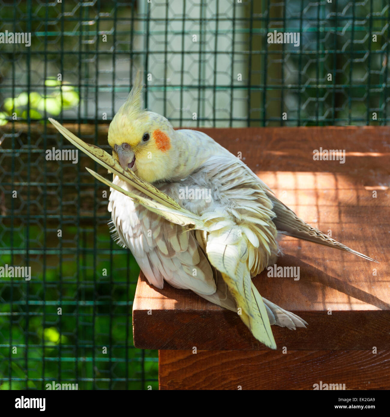 Female cockatiel hi-res stock photography and images - Alamy