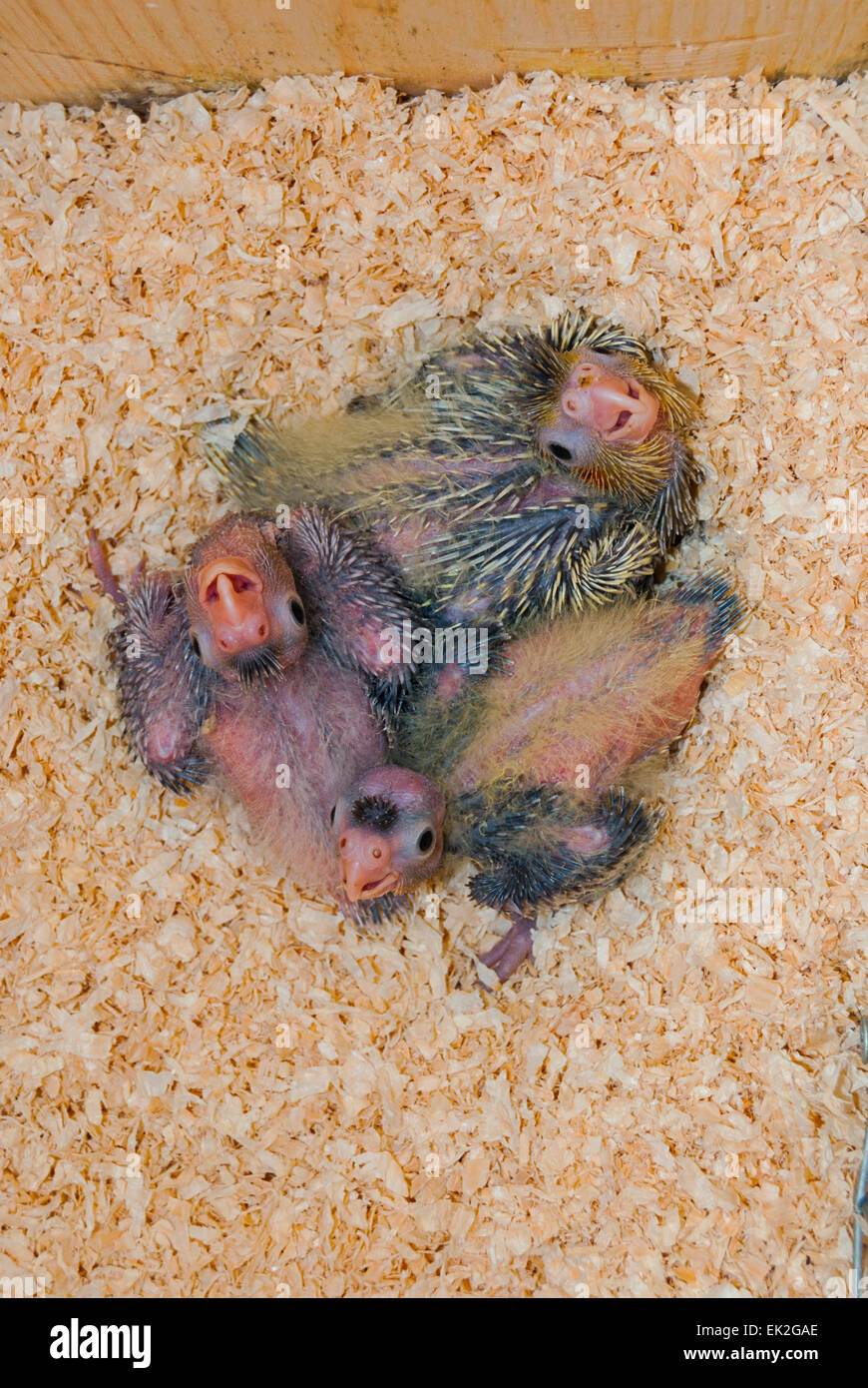 Cockatiel baby hi-res stock photography and images - Alamy