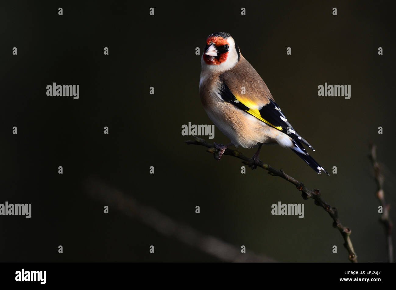 Goldfinch hi-res stock photography and images - Alamy