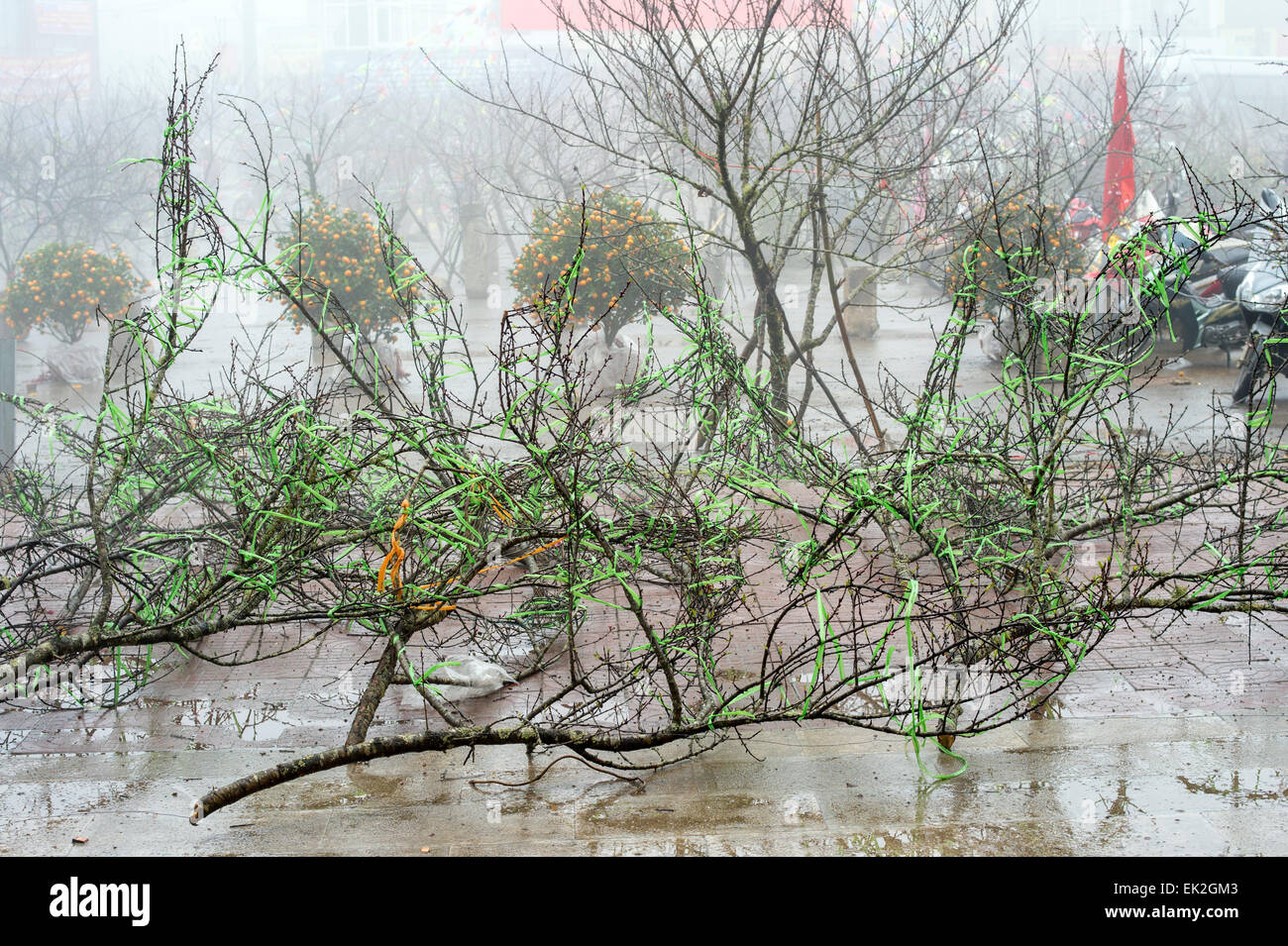 Cai tree hi-res stock photography and images - Alamy