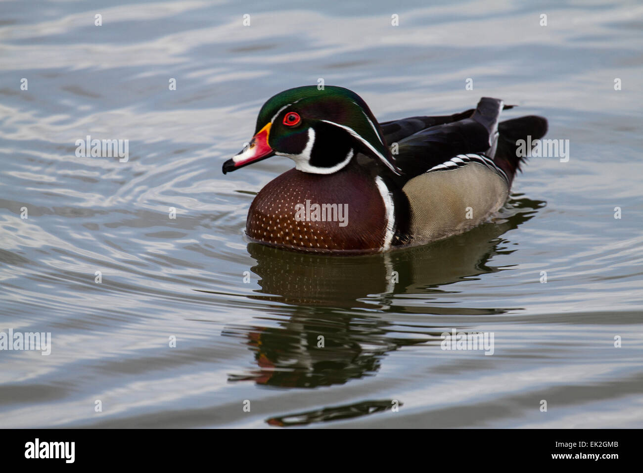 Male wood duck (Aix sponsa) in lake Stock Photo - Alamy