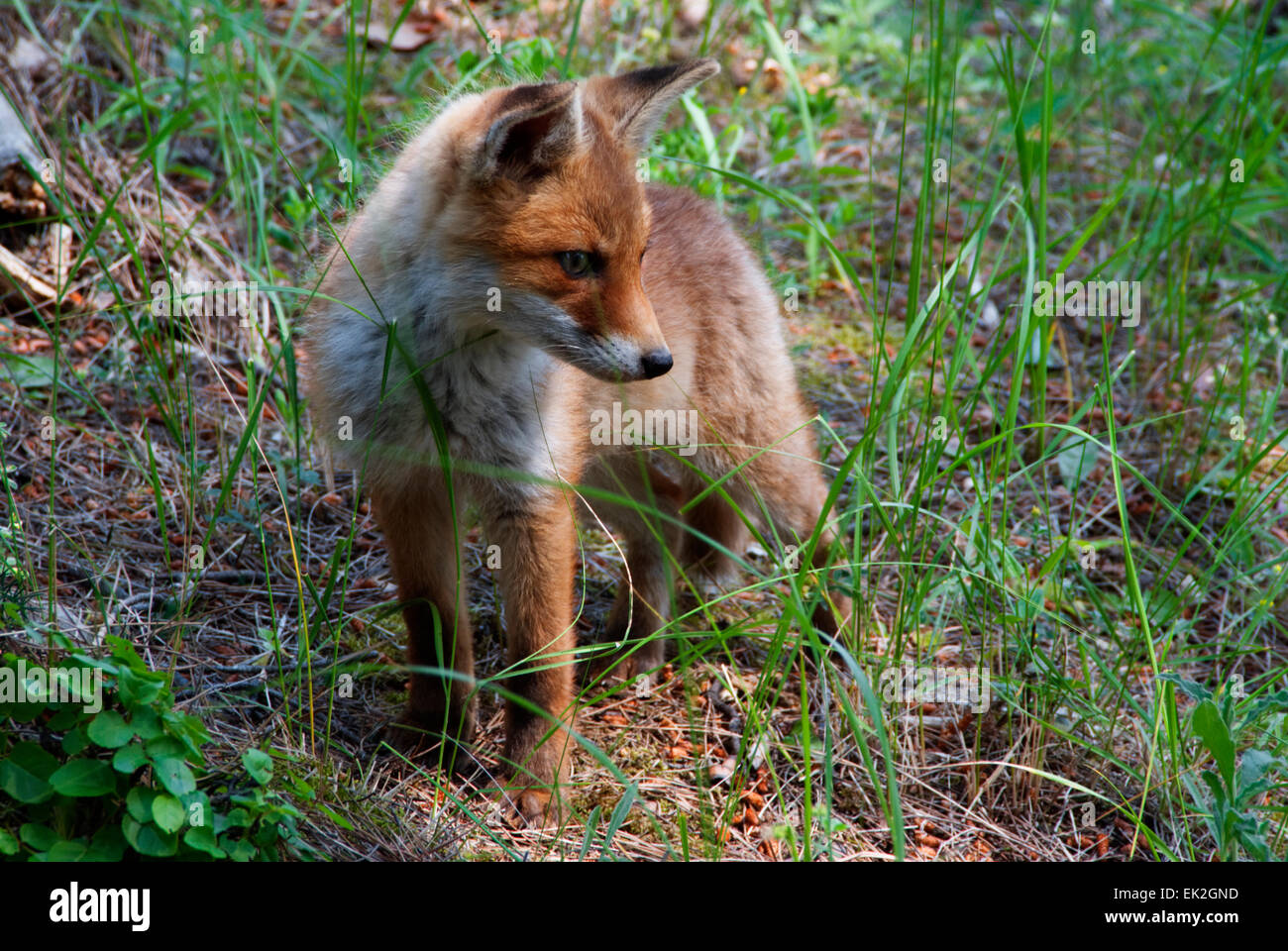 Young red fox cub hi-res stock photography and images - Alamy