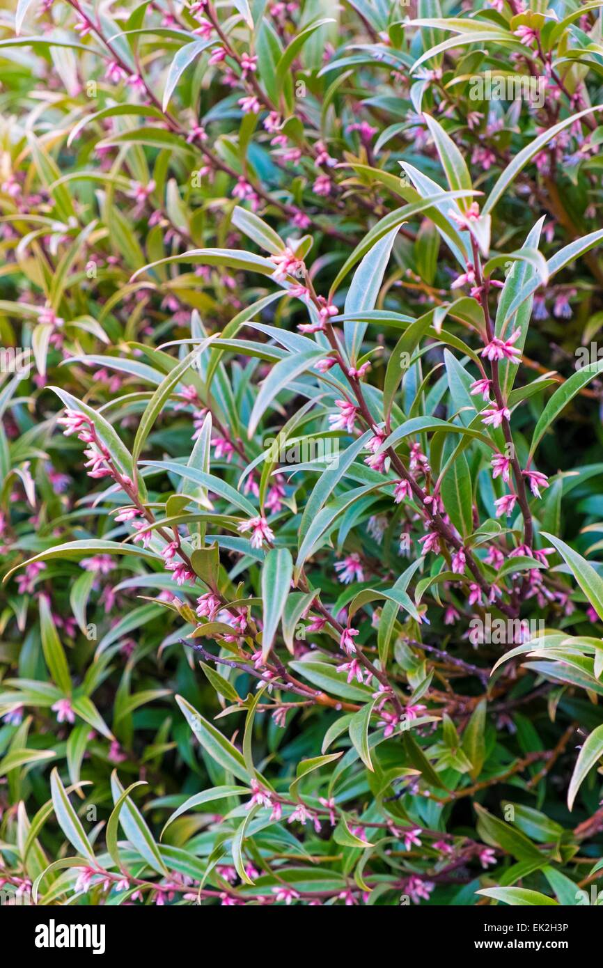 Sarcococca, Sweet box Stock Photo - Alamy
