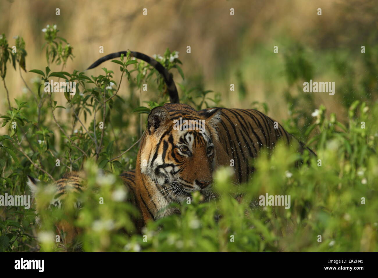 Tiger coming out from bush hi-res stock photography and images - Alamy