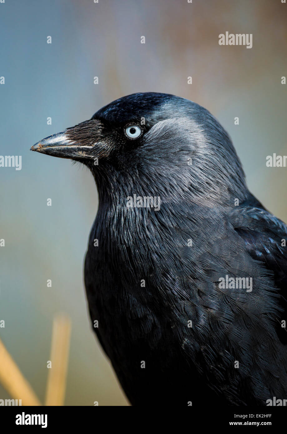 Jackdaw (Corvus monedula Stock Photo - Alamy