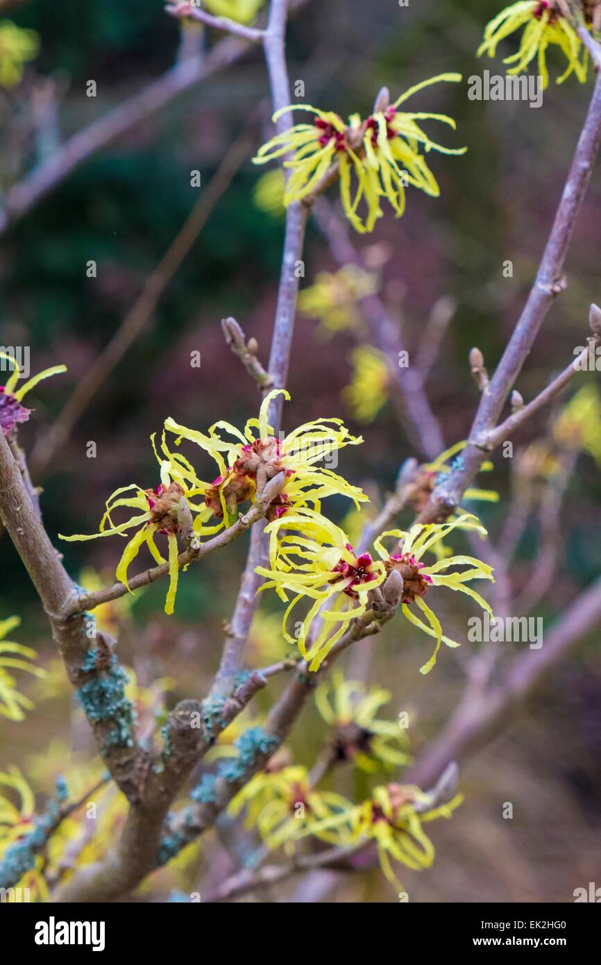 Hamamelis × intermedia 'Pallida' Witch hazel 'Pallida' Stock Photo - Alamy