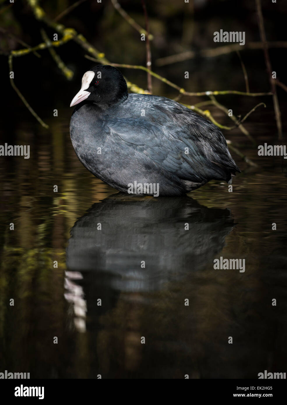 Fulica atra feathers hi-res stock photography and images - Alamy