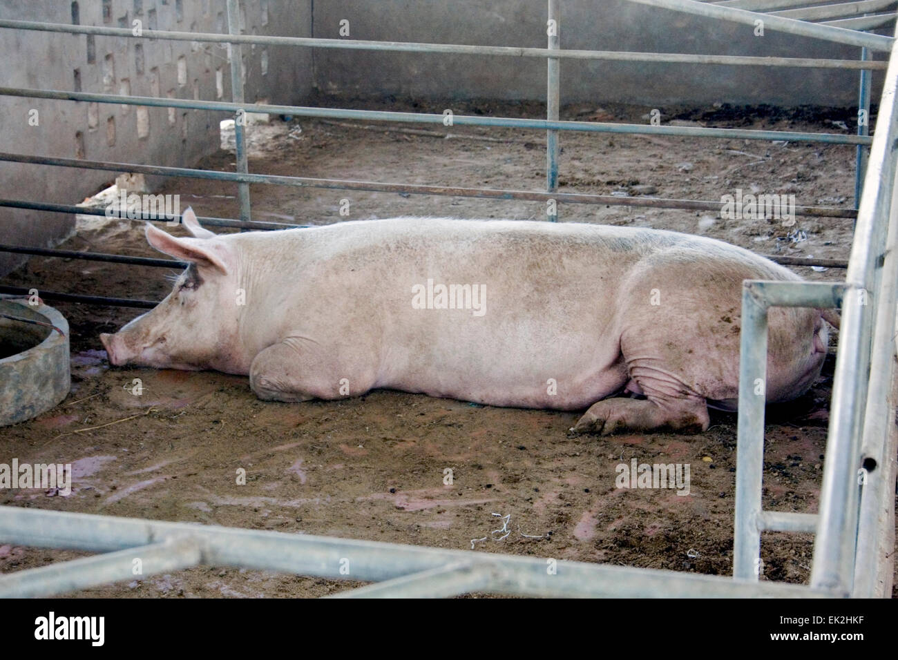 Pig pen hi-res stock photography and images - Alamy
