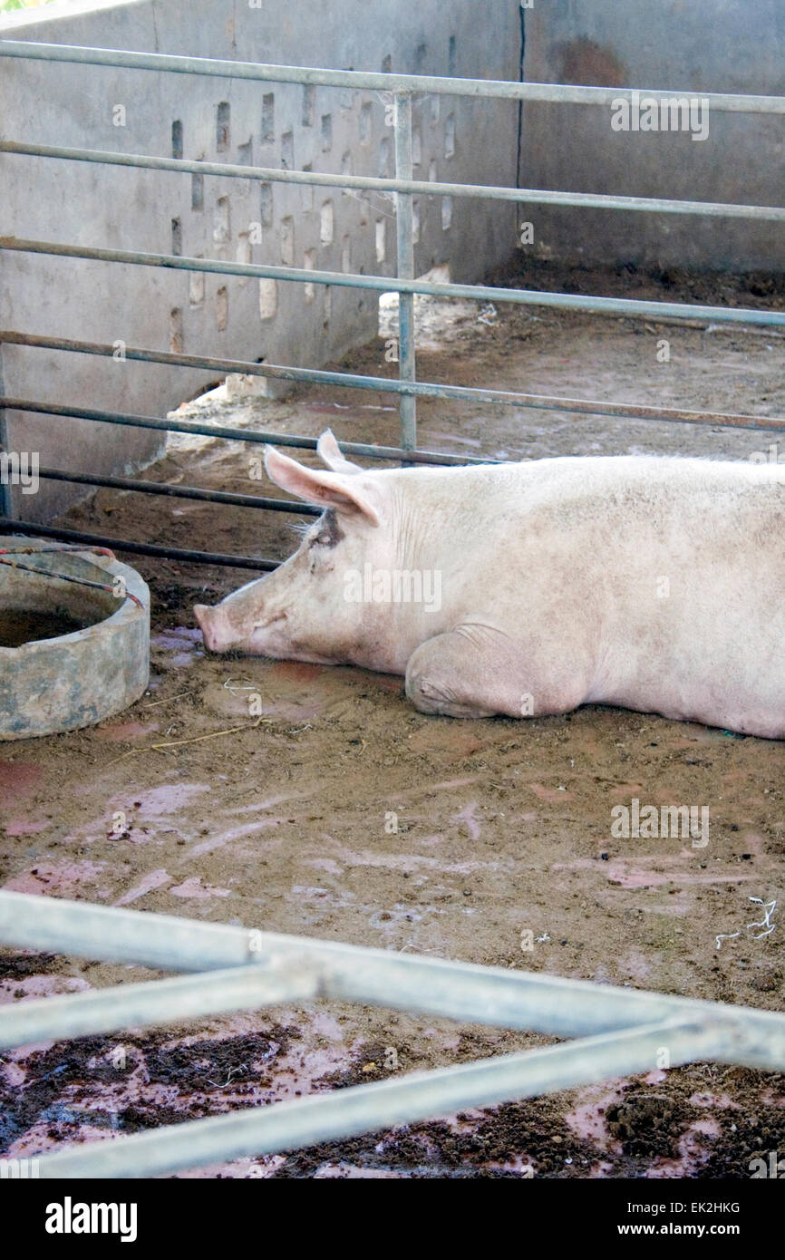 Pig pen hi-res stock photography and images - Alamy