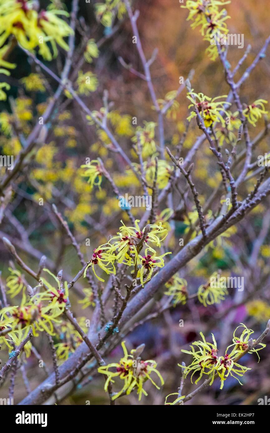 Witch hazel pallida hi-res stock photography and images - Alamy