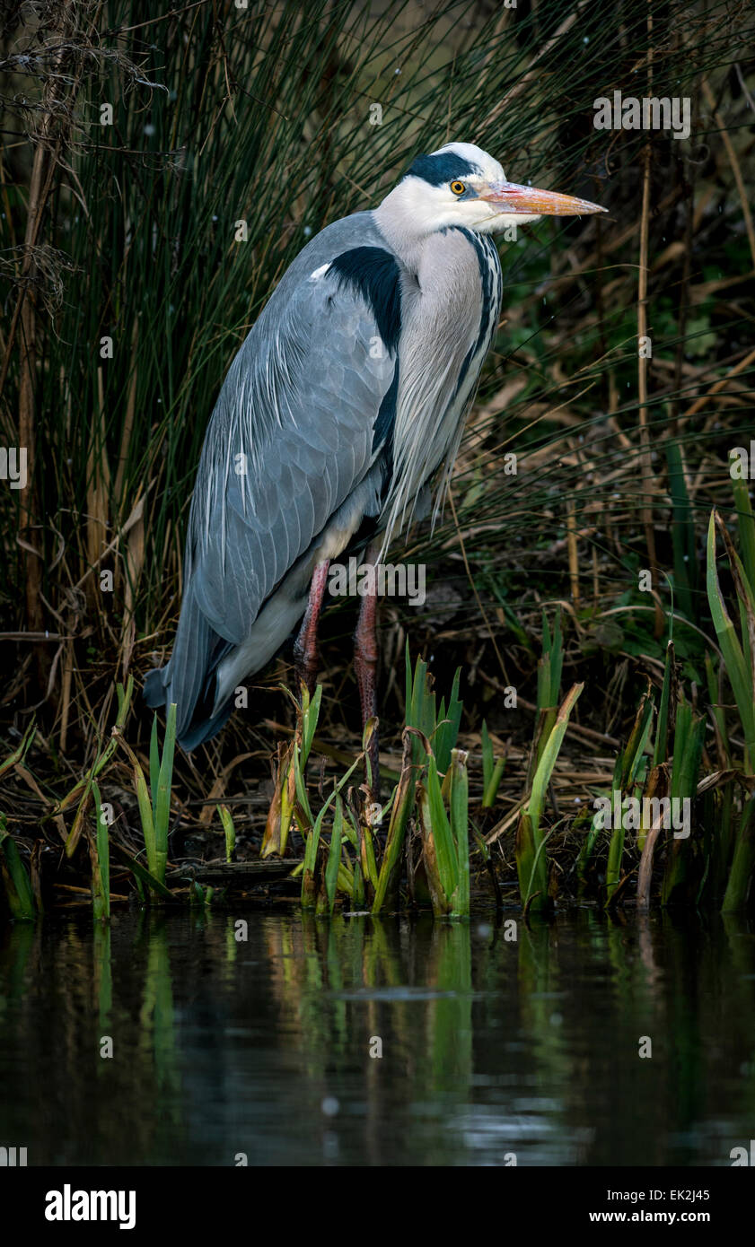 Waiting grey heron hi-res stock photography and images - Alamy
