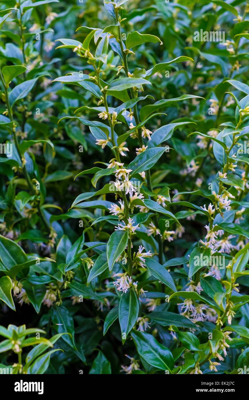 Sarcococca, Sweet box Stock Photo - Alamy