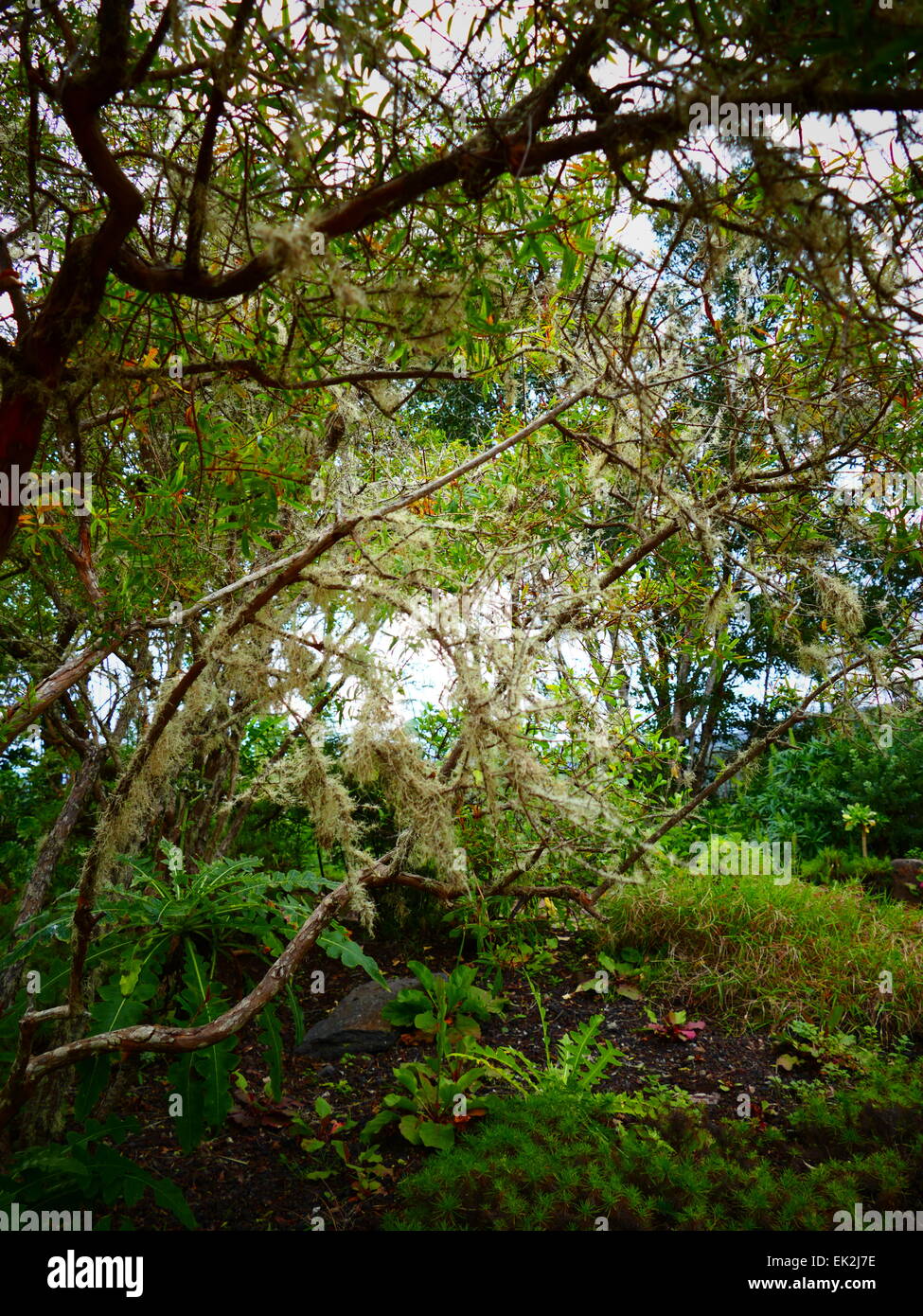 Granadillo Hypericum Canariense. Parque Nacional Garajonay Visitor ...