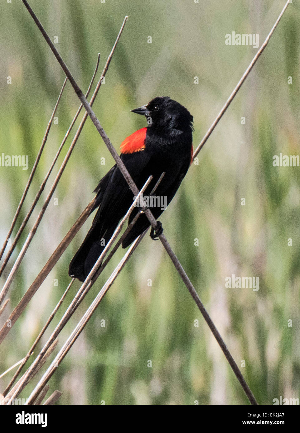 Male red winged blackbird hi-res stock photography and images - Alamy