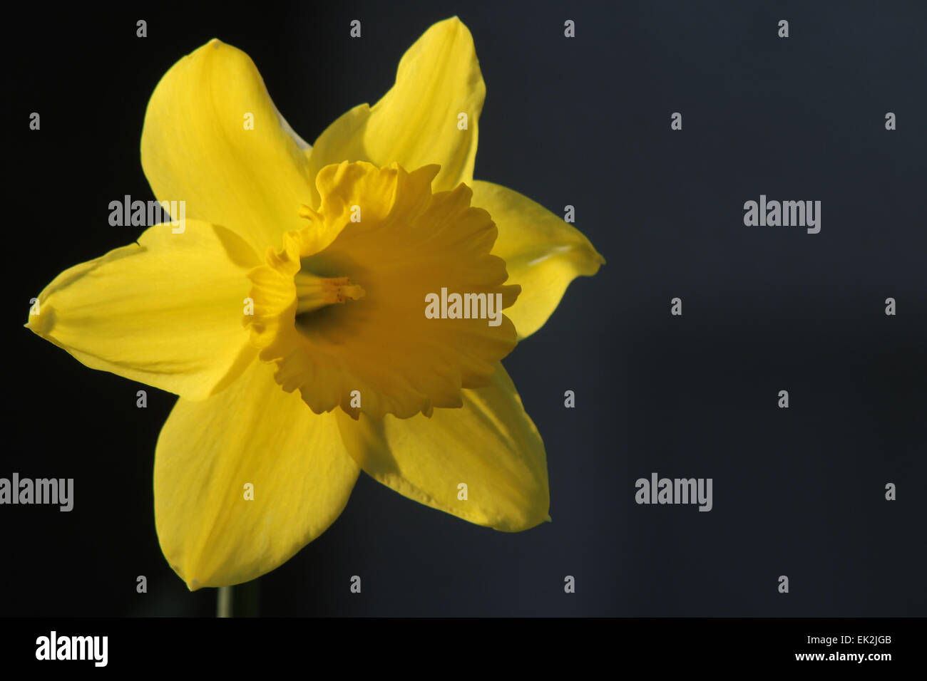 Beautiful Spring Daffodil, nature Stock Photo - Alamy