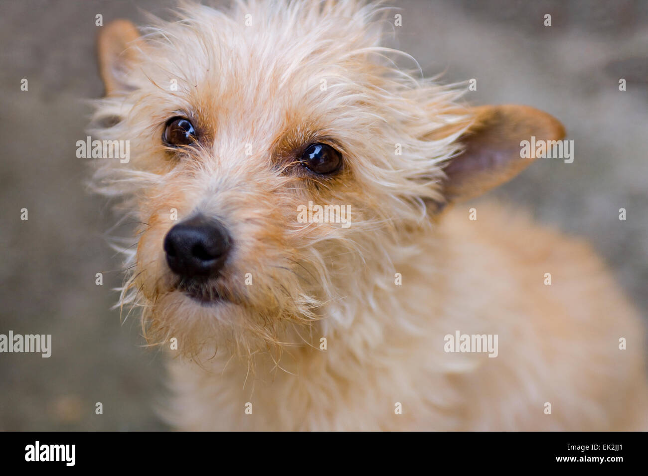 Small cute dog with dark eyes Stock Photo - Alamy