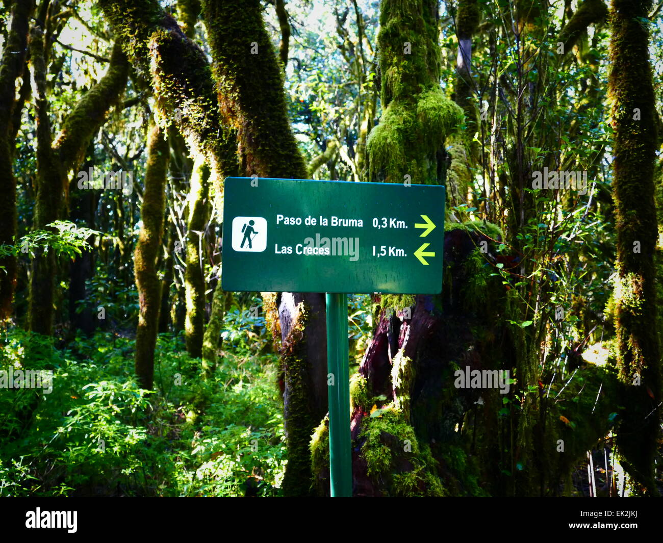 Garajonay national park hi-res stock photography and images - Alamy