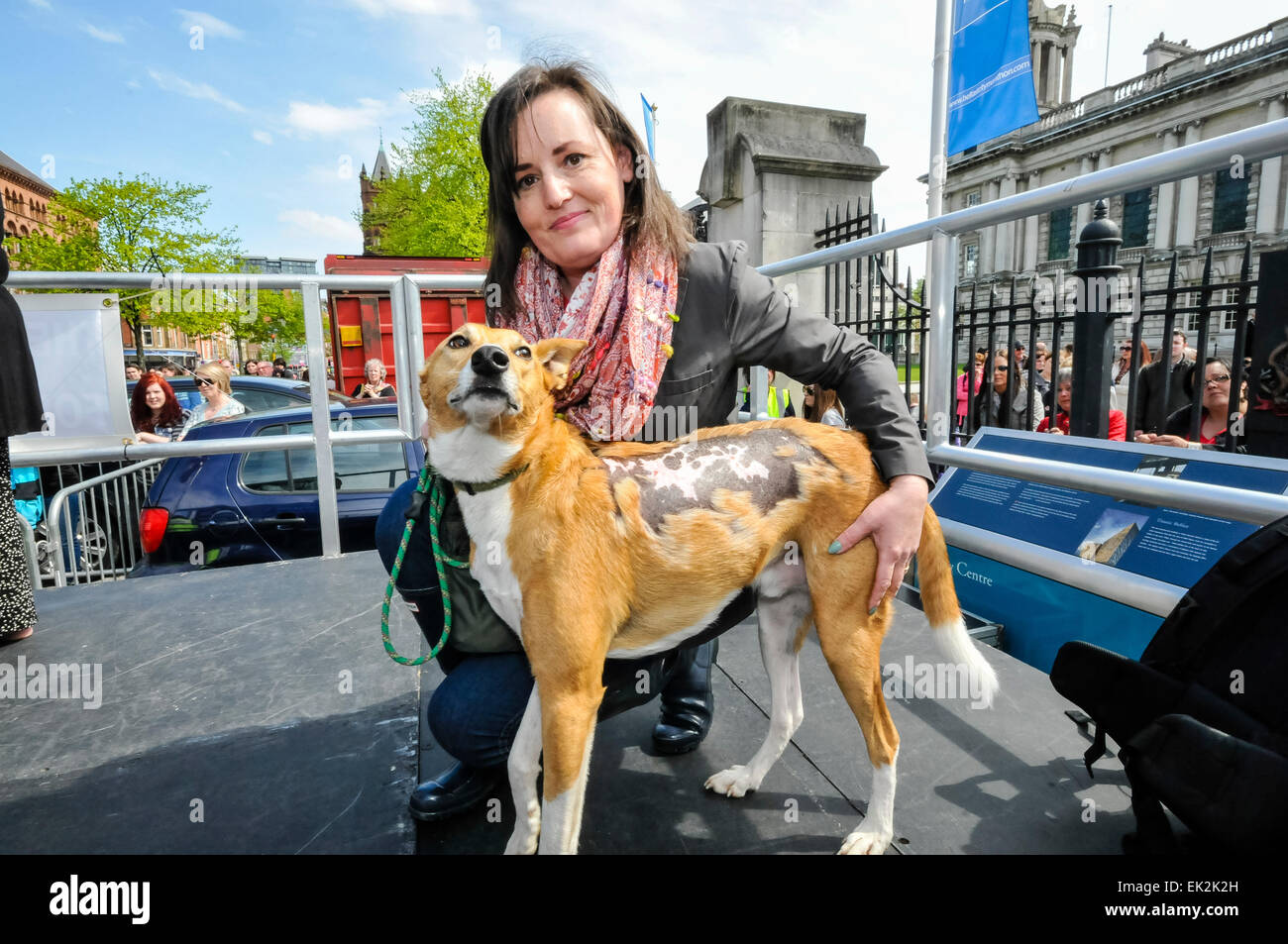 Belfast, Northern Ireland. 27 Apr 2014 - Large scars on a dog which is ...