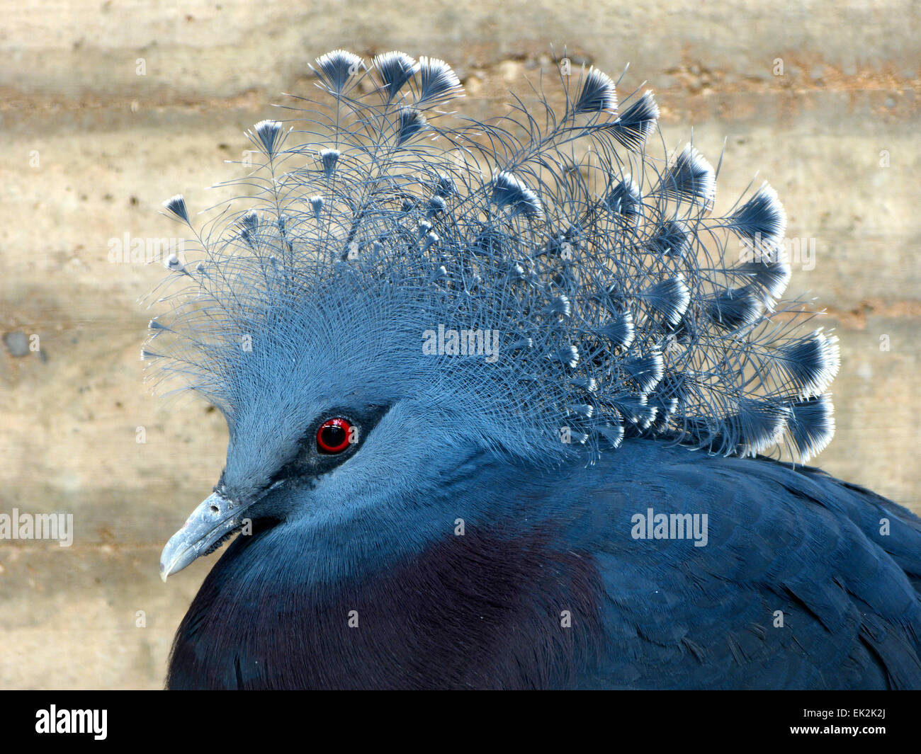 Victoria Crowned Pigeon Stock Photo - Alamy