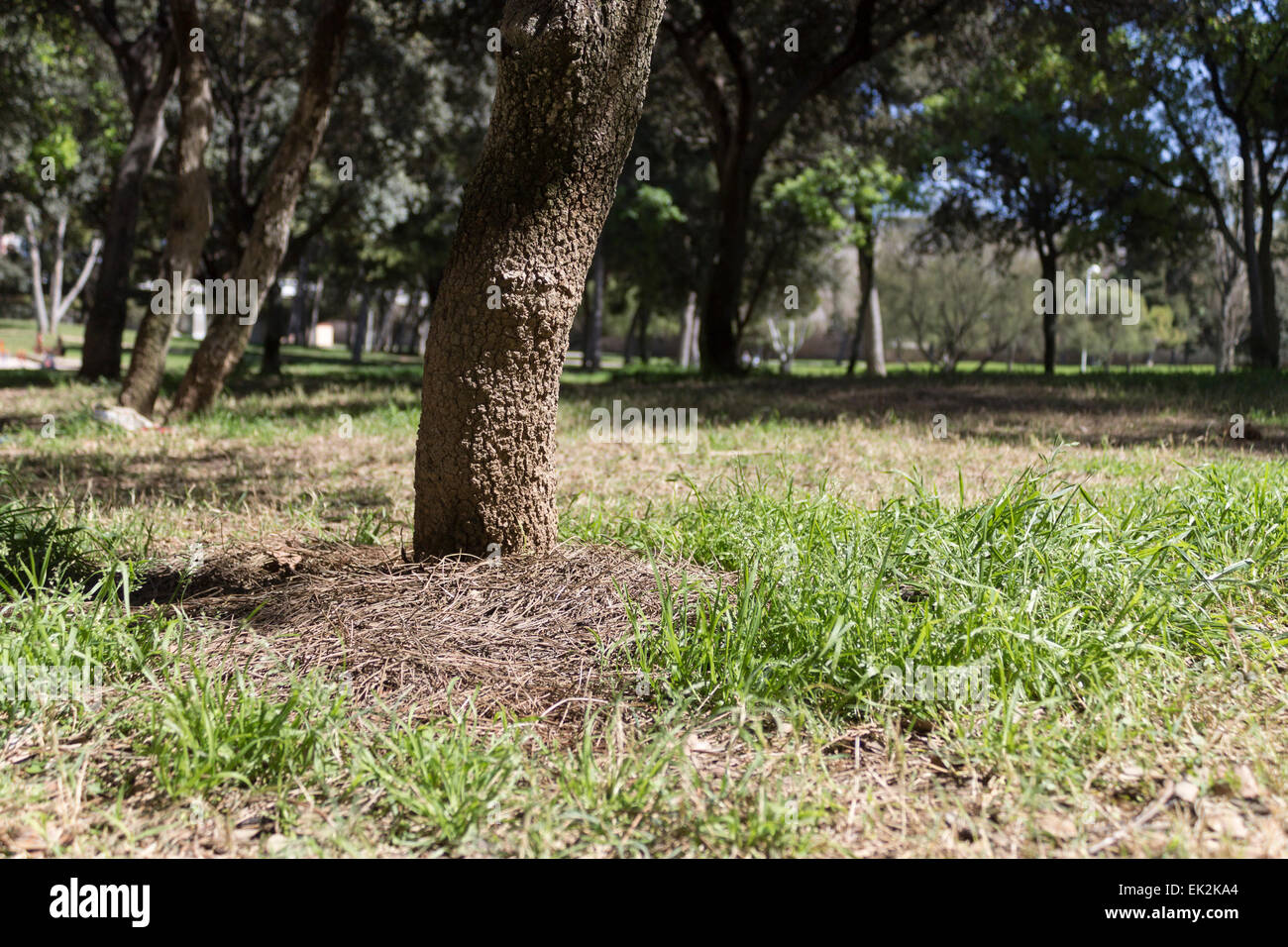 A tree in a park Stock Photo - Alamy