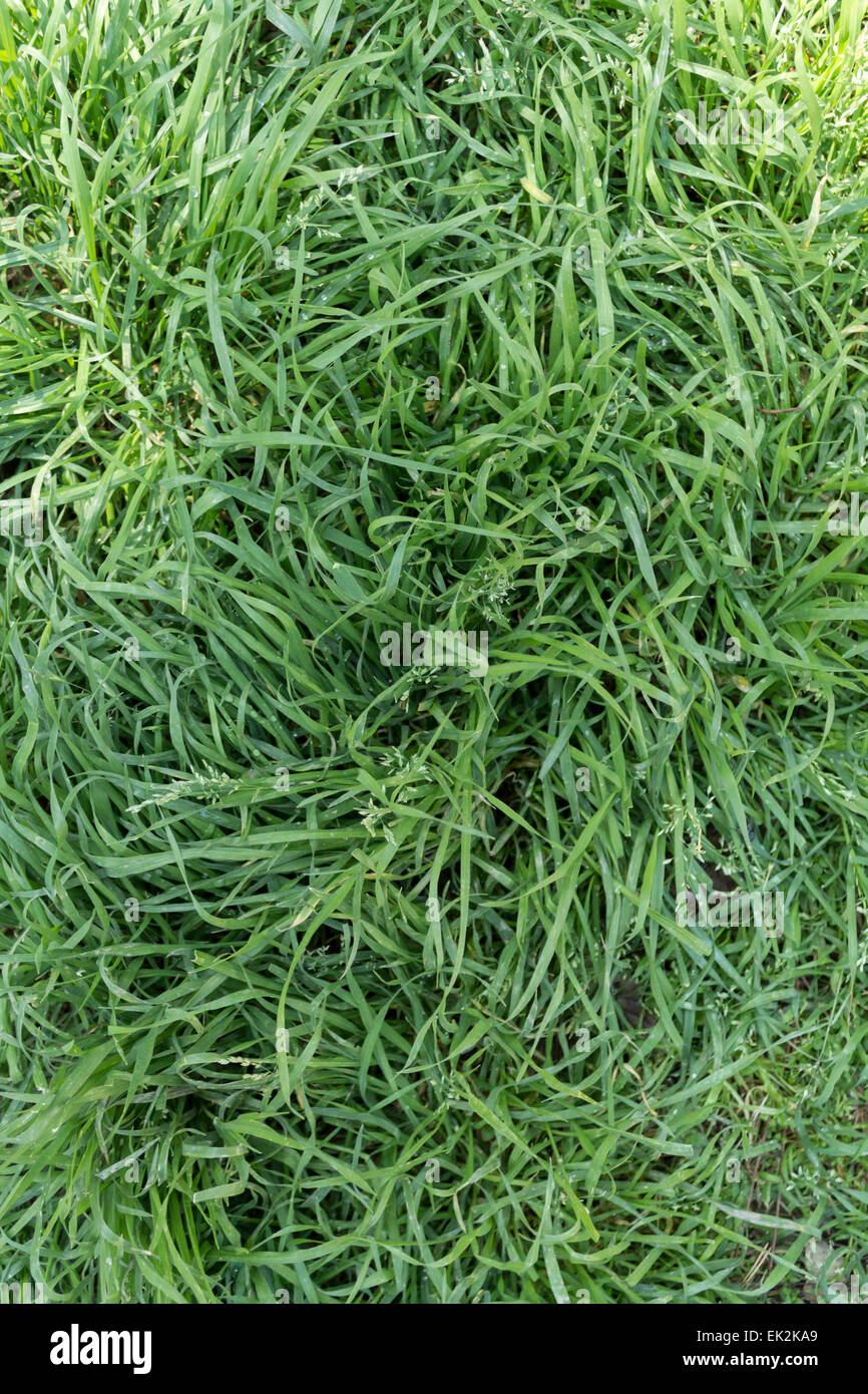 Detail green grass in hi-res stock photography and images - Alamy