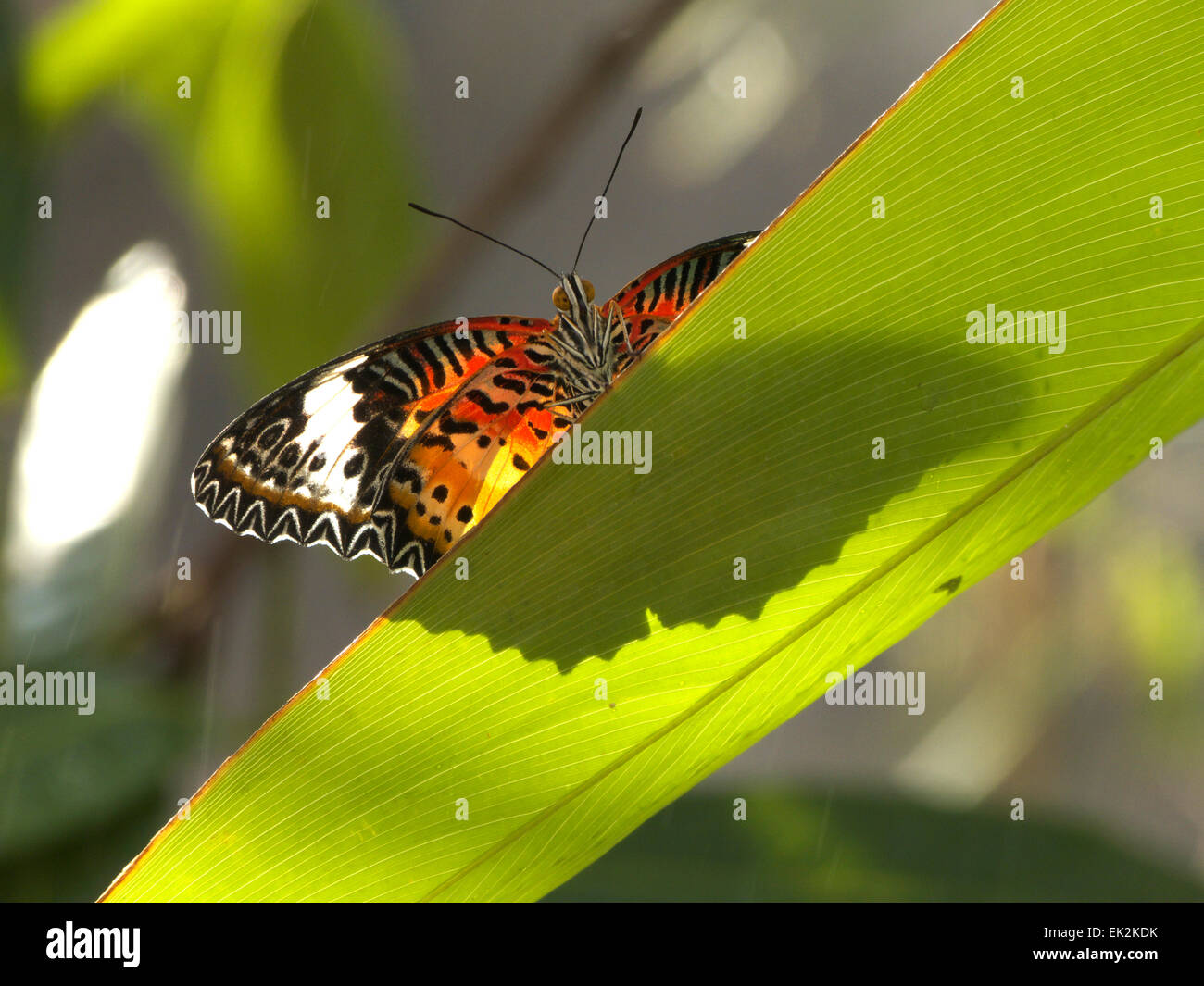 Butterfly Leopard Lacewing Centhosia Cyane Stock Photo - Alamy