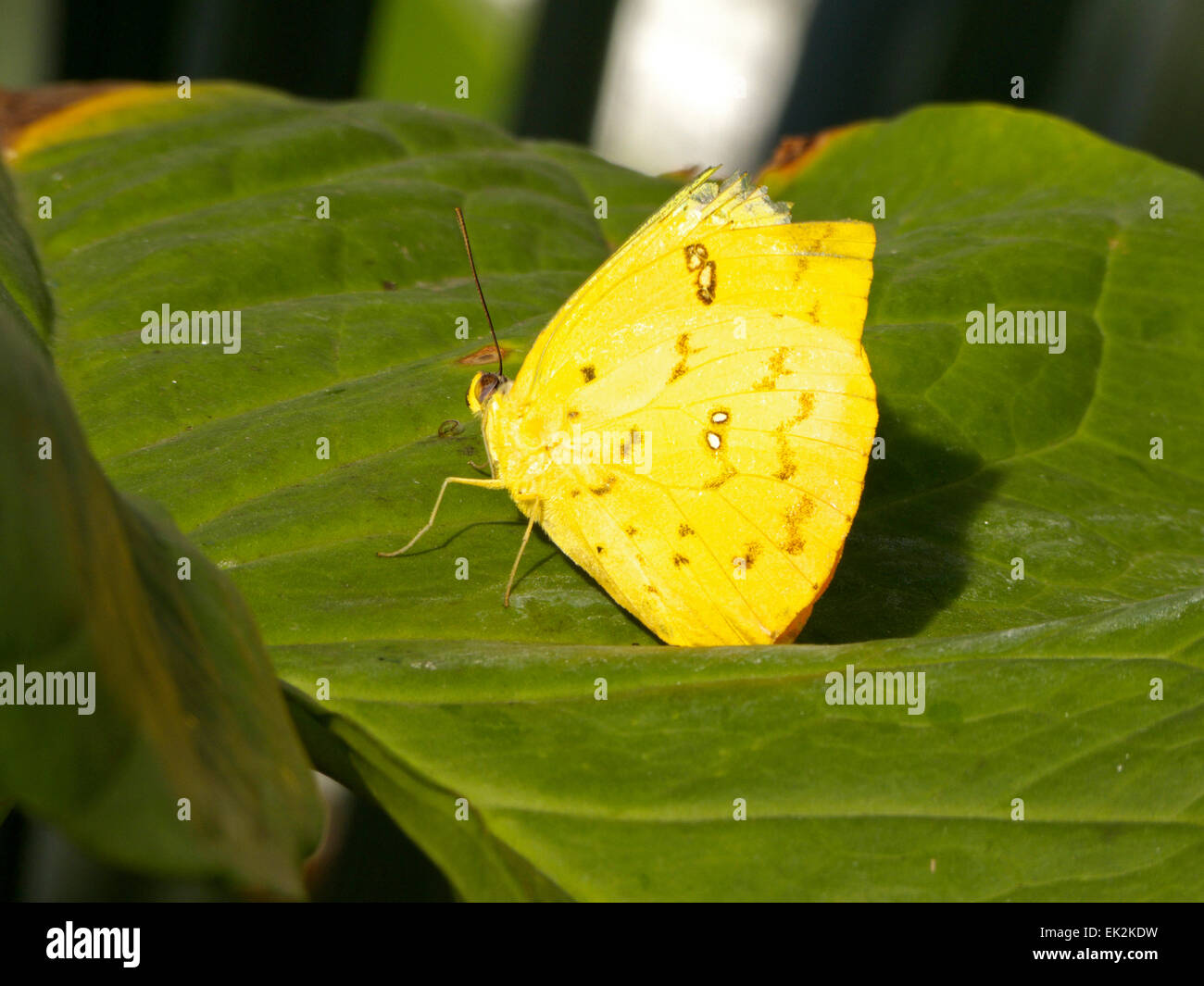 Butterfly colias croceus hi-res stock photography and images - Alamy