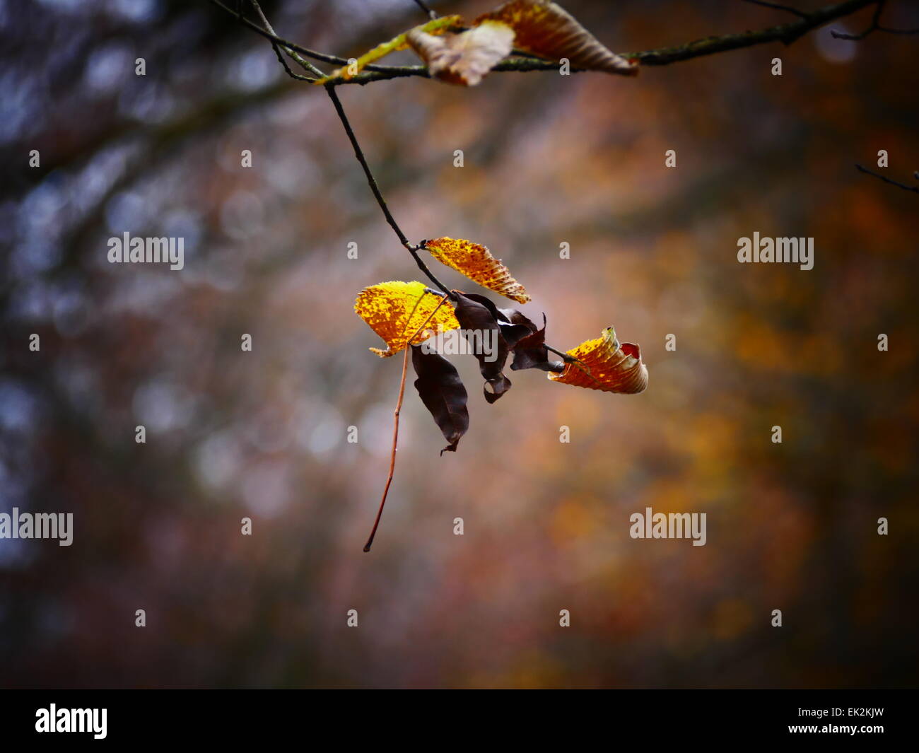 Hanging leaves hi-res stock photography and images - Alamy