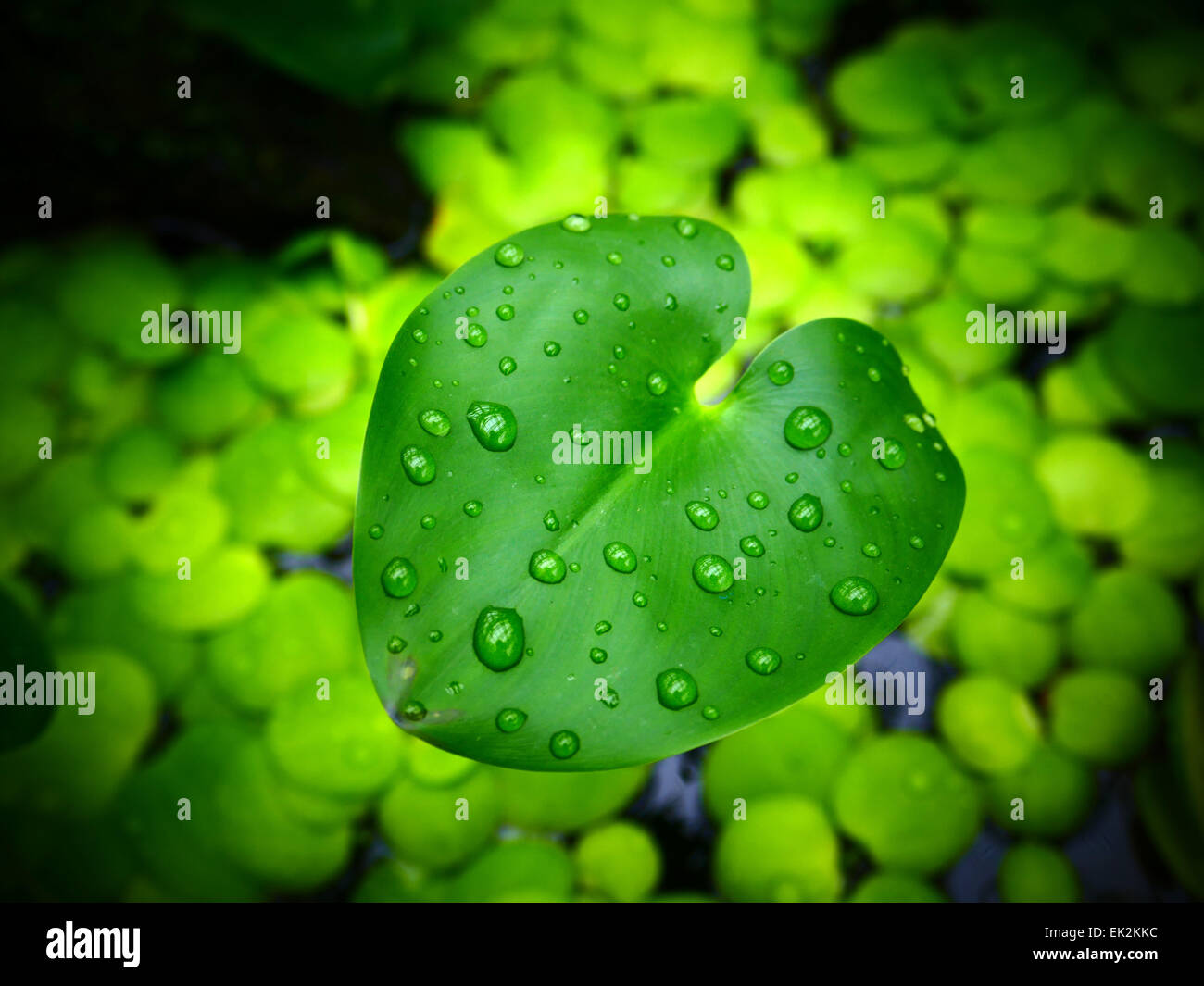Fragile green leaves Stock Photo - Alamy