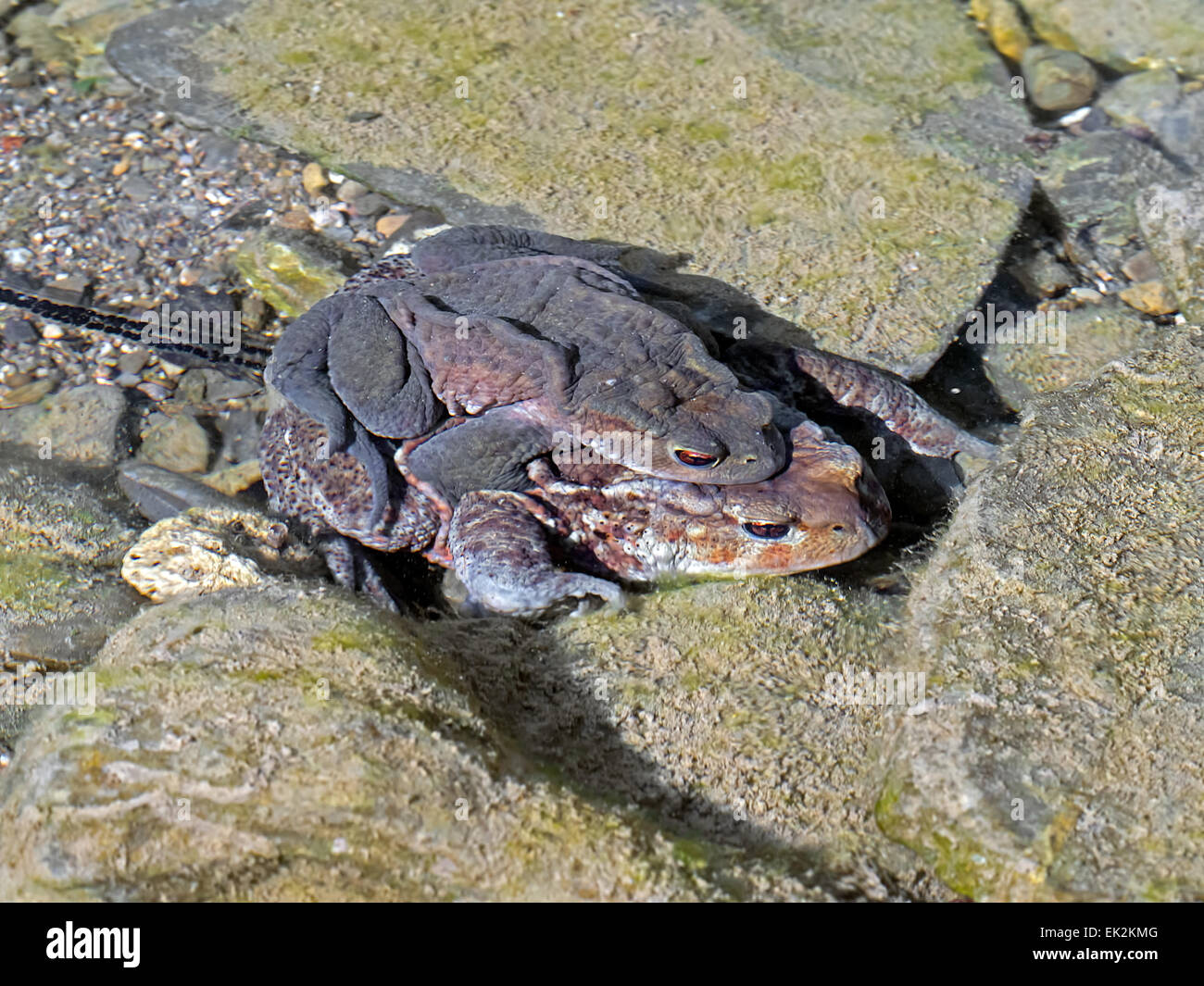 Toads mating in water hi-res stock photography and images - Alamy